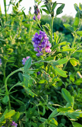 Alfalfa Leaf Powder AKA: Chilean Clove, Father of All Foods, Buffalo ...