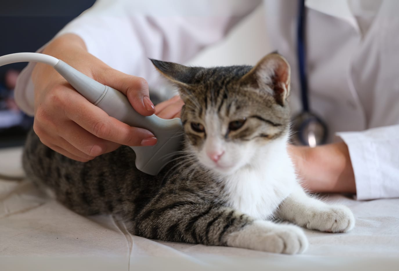 Lab Services - Veterinary Services - A & M Animal Clinic - Trusted ...
