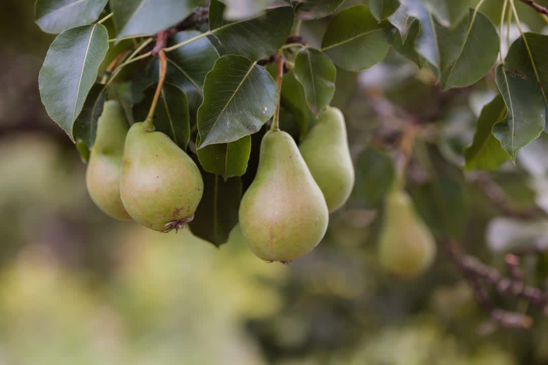 Pears - Tree Fruits - Little Owl Farms Orondo | Fresh Produce & More in ...