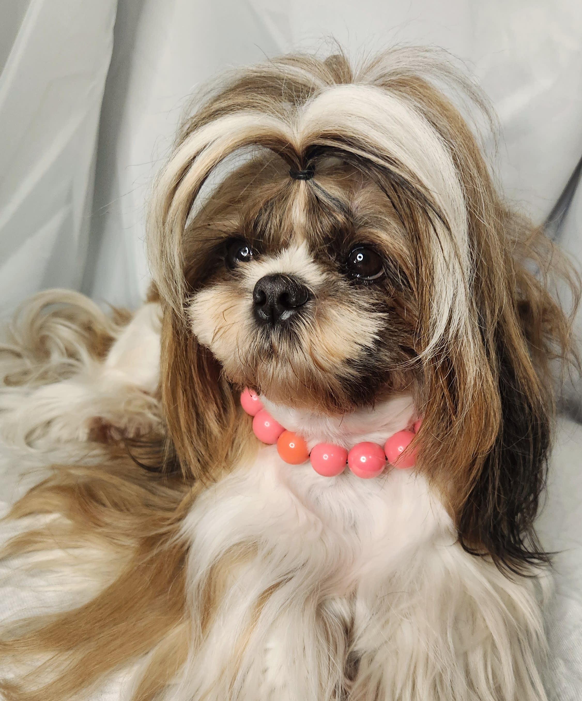 Pawtastic Styles Ajustable, Open Unique Dog Collar - CUSTOM SPRING ...