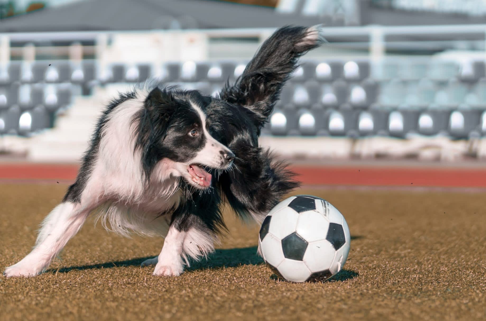Soccer Collies - Dog Soccer Games in Gainesville