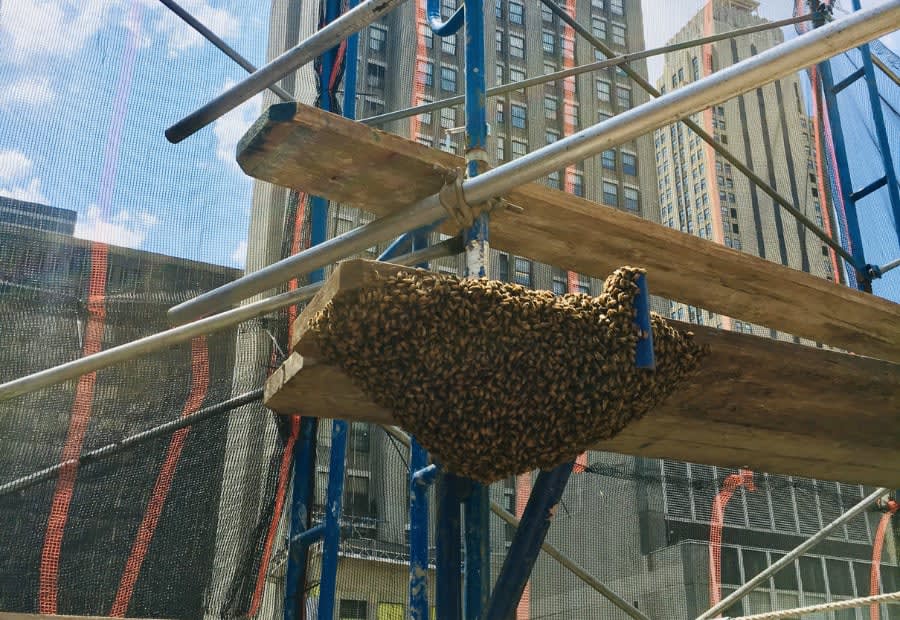 Honeybee Swarm Collection - Swarm Removal - Honey Rise Apiary | Honey E-commerce and Swarm ...