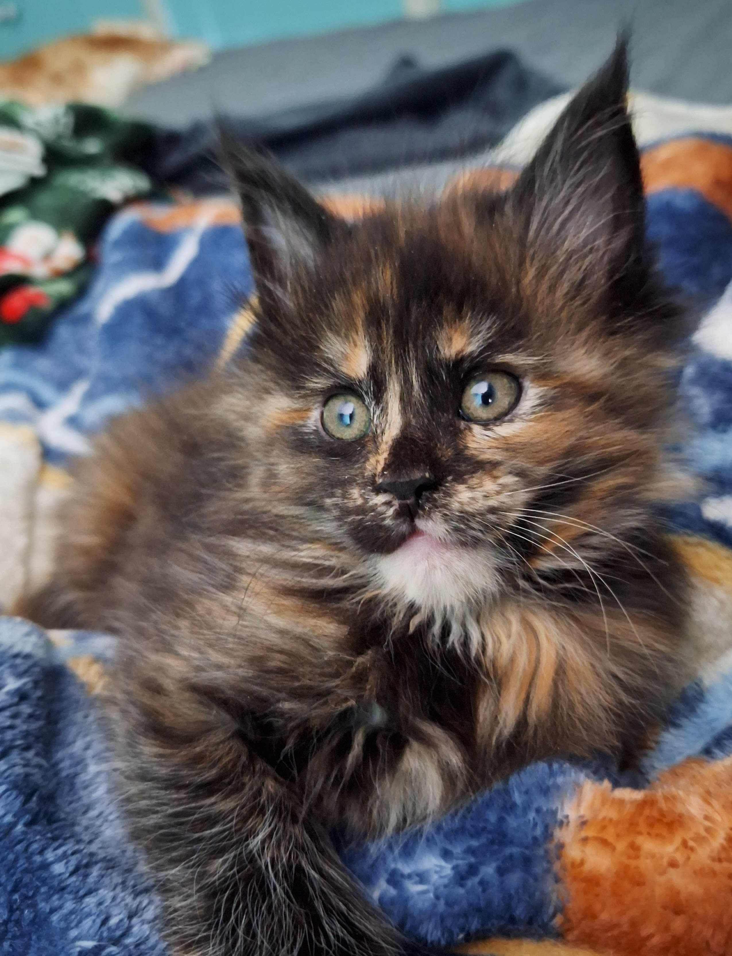 Are You Ready to Welcome a Maine Coon Kitten? - House of Lynx Maine ...