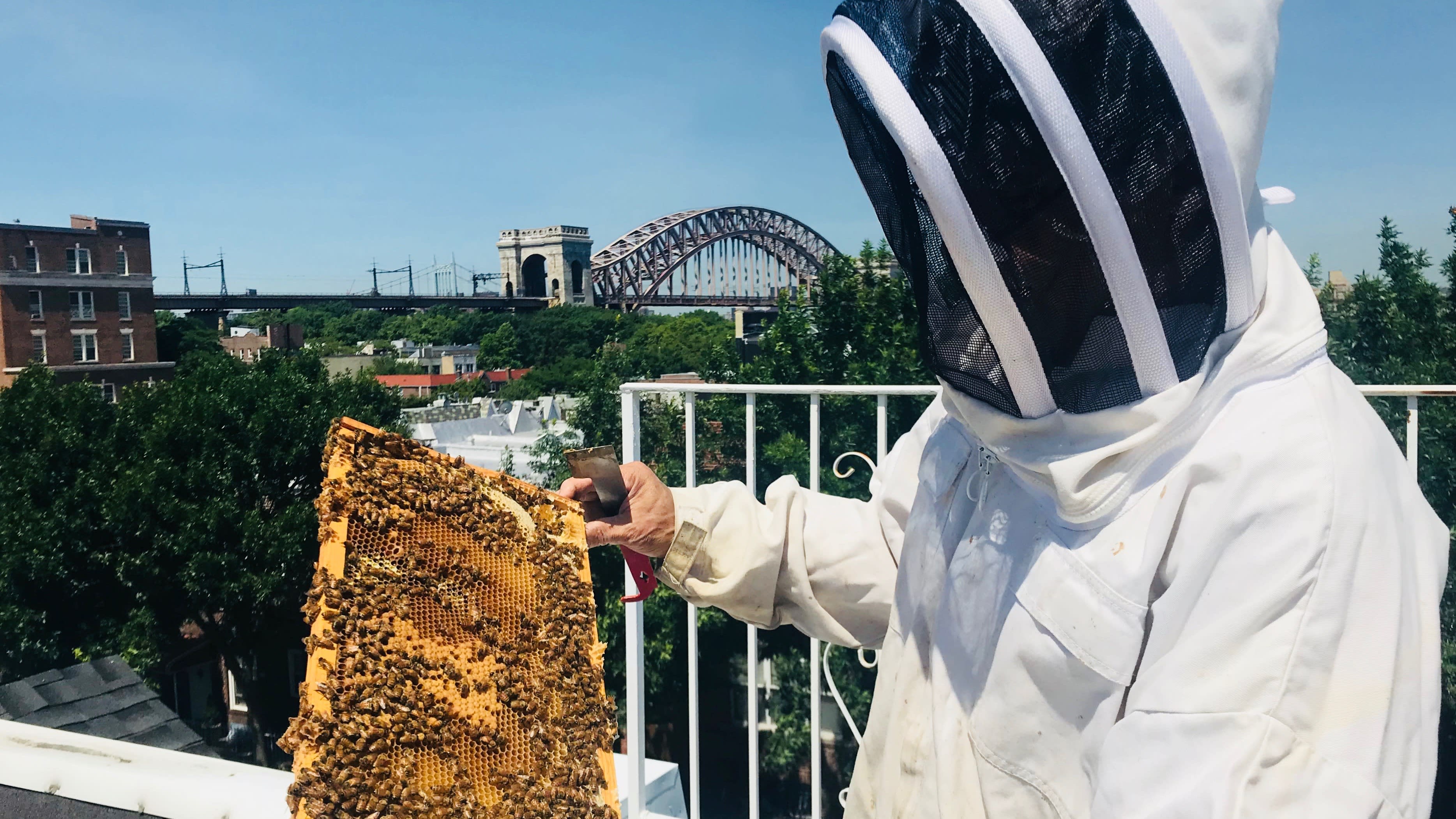 Honey Rise Apiary | Honey E-commerce and Swarm Collection Service | Astoria, NY