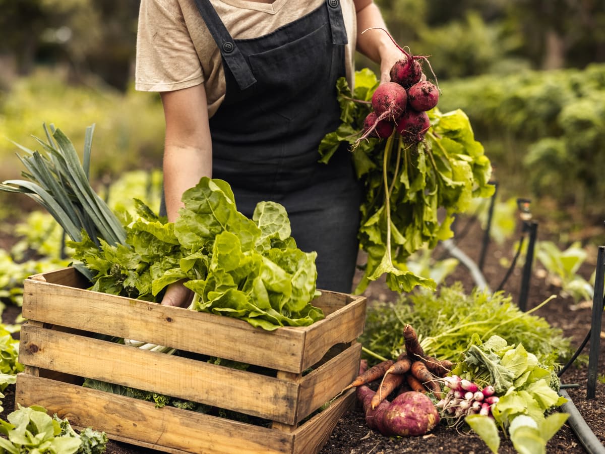A Farm Built for Community | Fresh Food, Better Access - Three Sisters ...