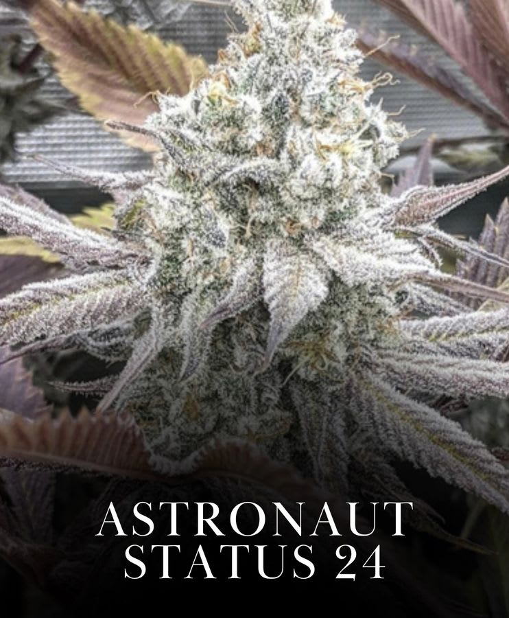 Astronaut Status 24 (Clearwater Genetics) - CanniCut’s Clone Selection