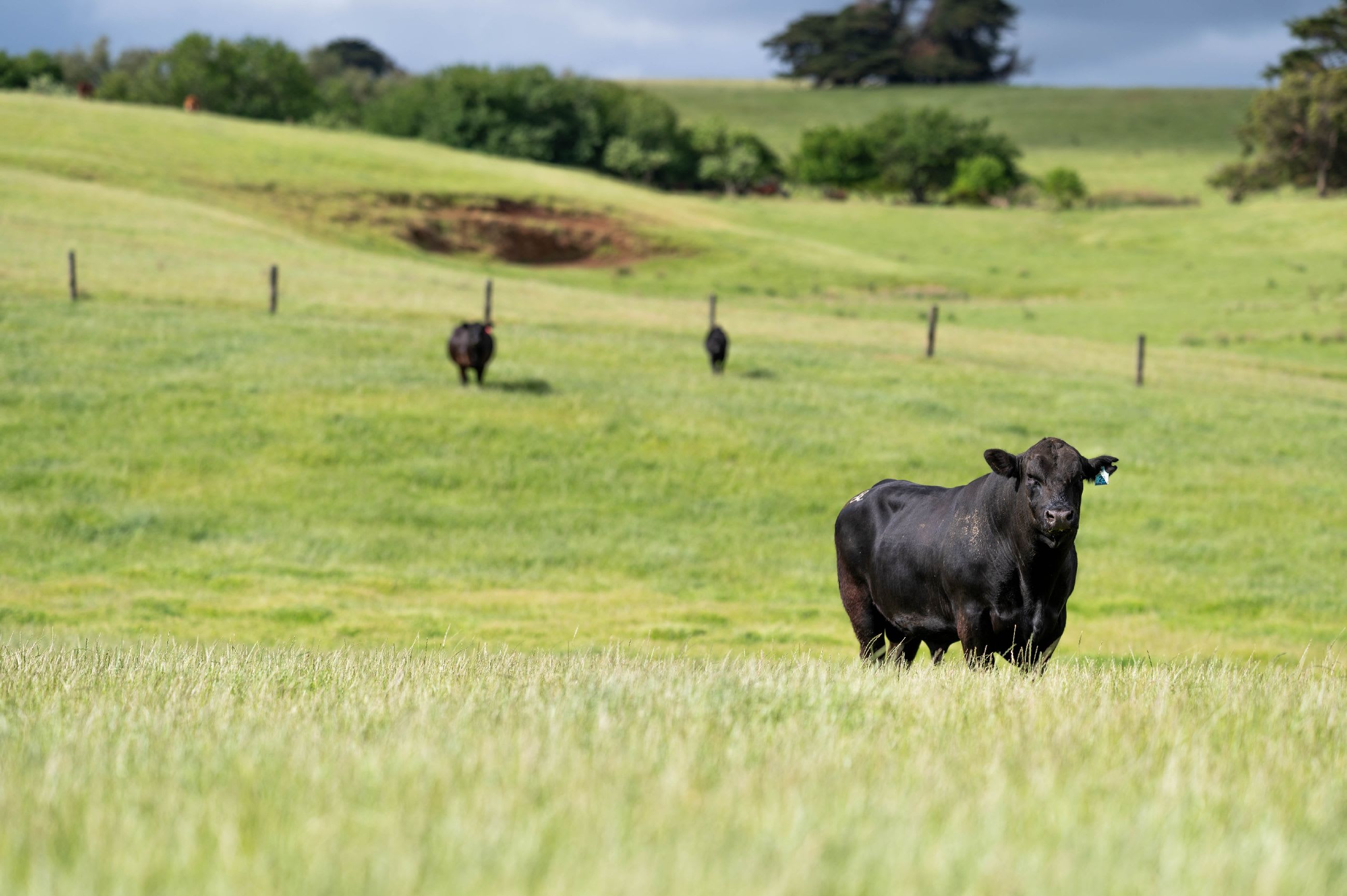 Rebel Wagyu | Cattle Genetics in Decatur, Texas