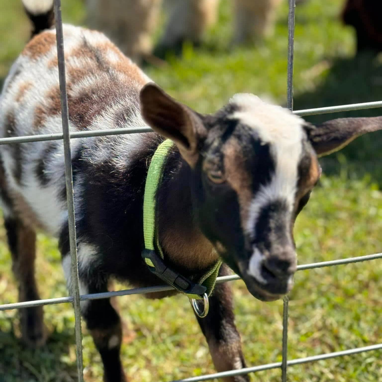 Miniature Animal Rentals - Animal Rentals - Barnyard on Wheels - Party ...