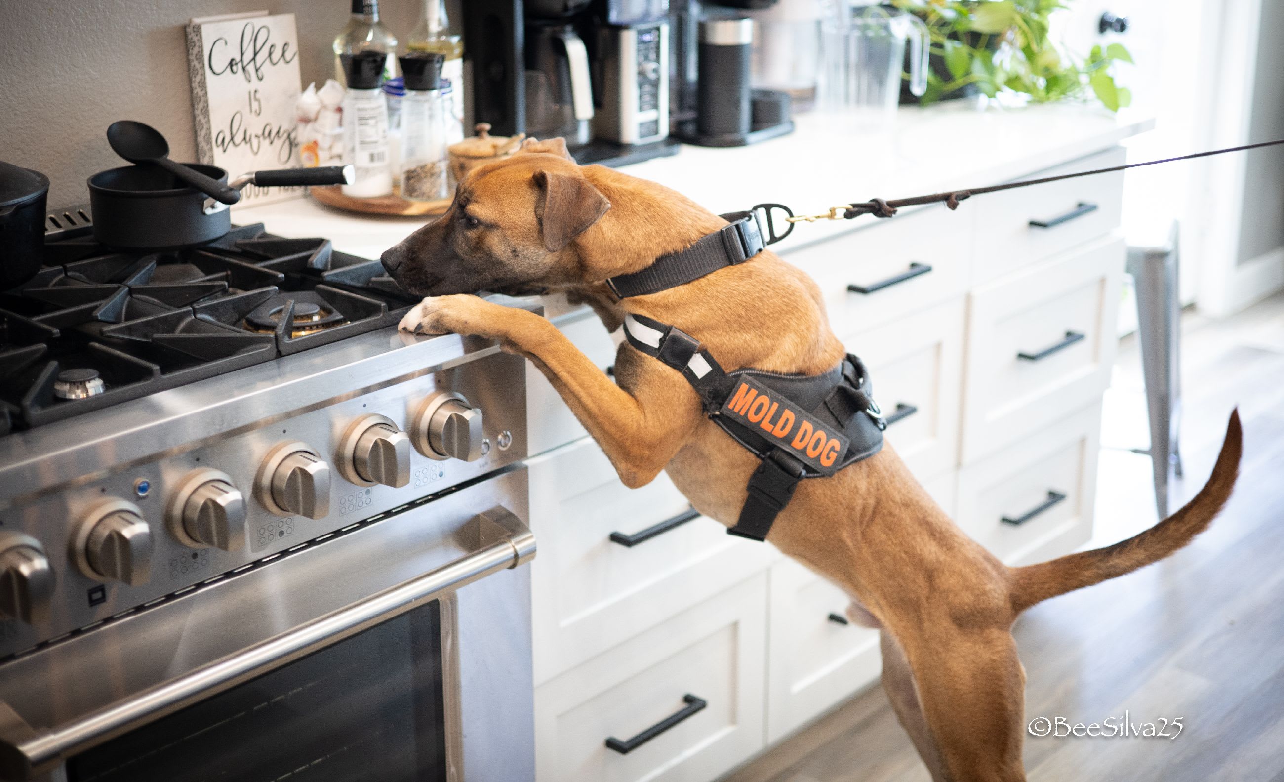 Texas Certified Mold Detection I Expert Mold Dog Team