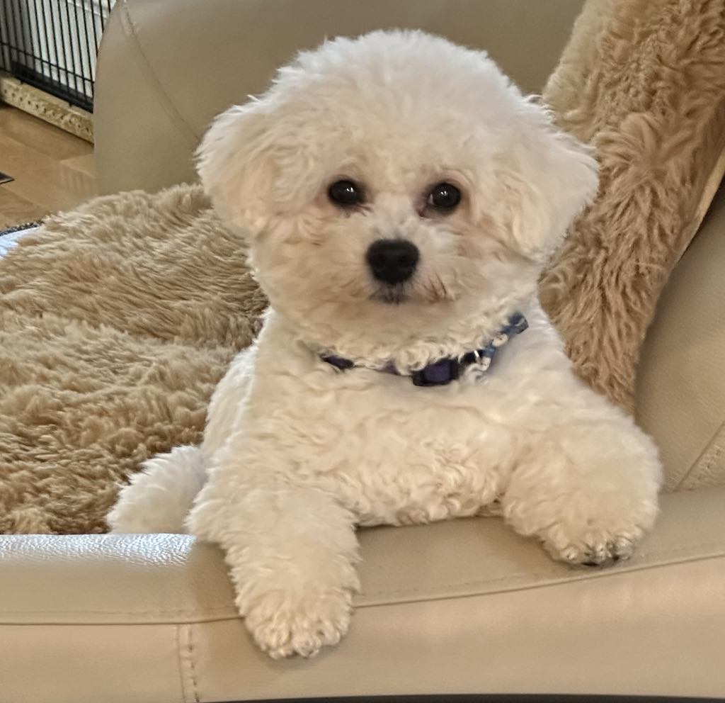 AKC Charlie - The Sire - Meet The Parents - Marillyn's Bichon Puppies ...