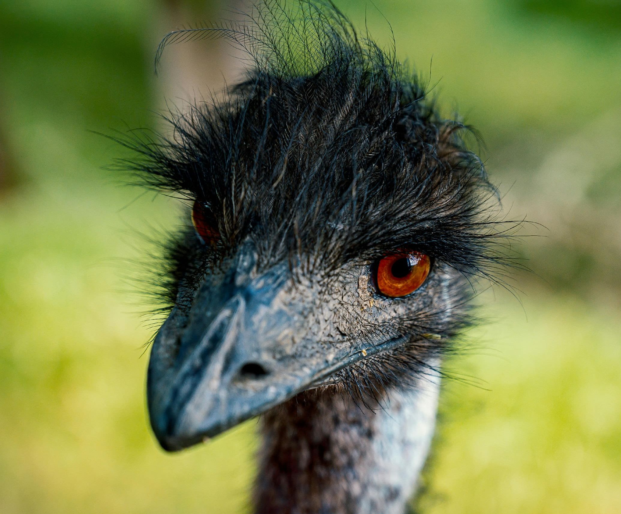 A Blog for Life’s Weirdest Moments - Large Flightless Birds | Absurdity ...