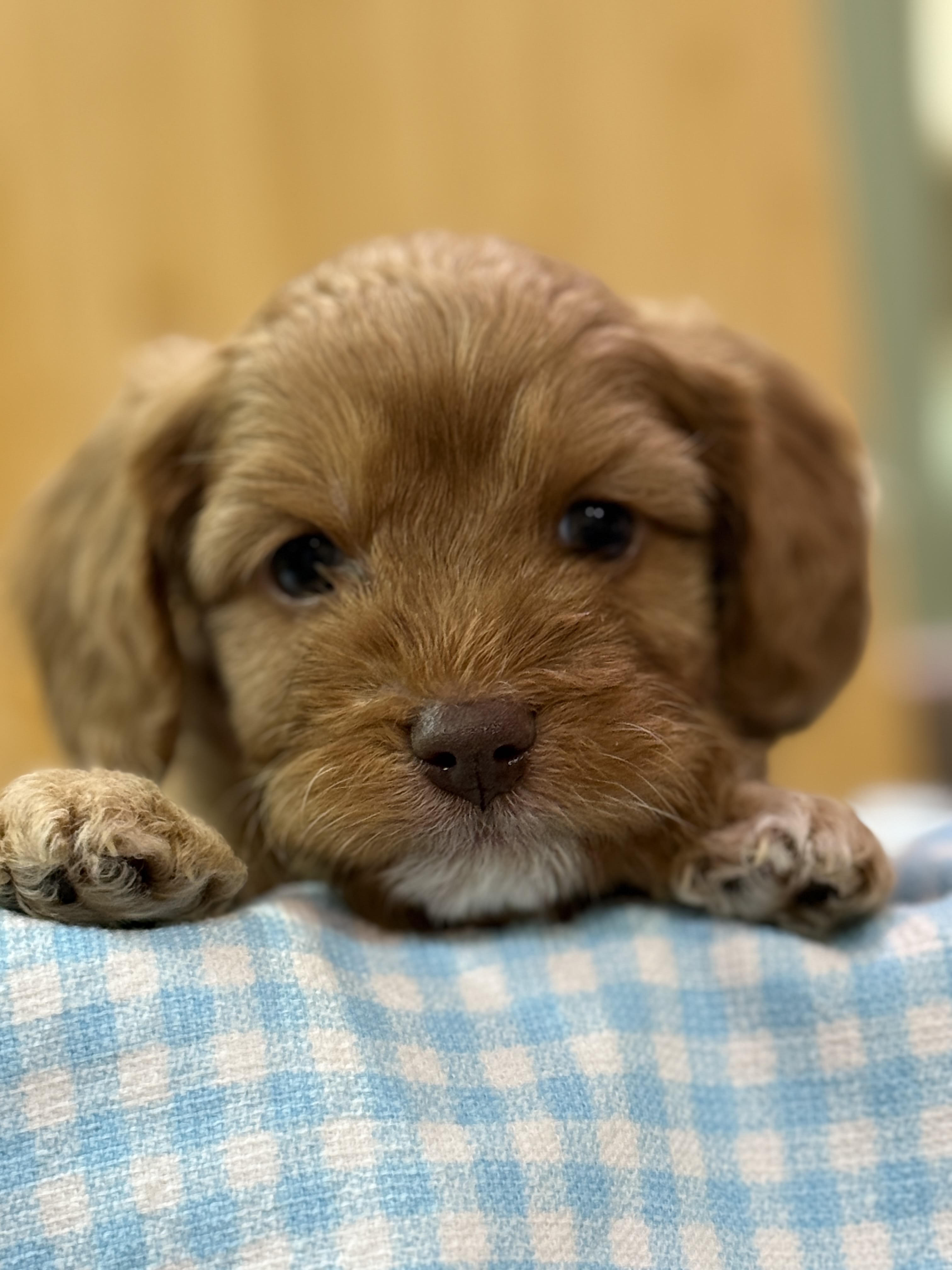 Asher - Past Cavapoo Puppies - Beagles and Beyond, LLC | Pet Breeder ...