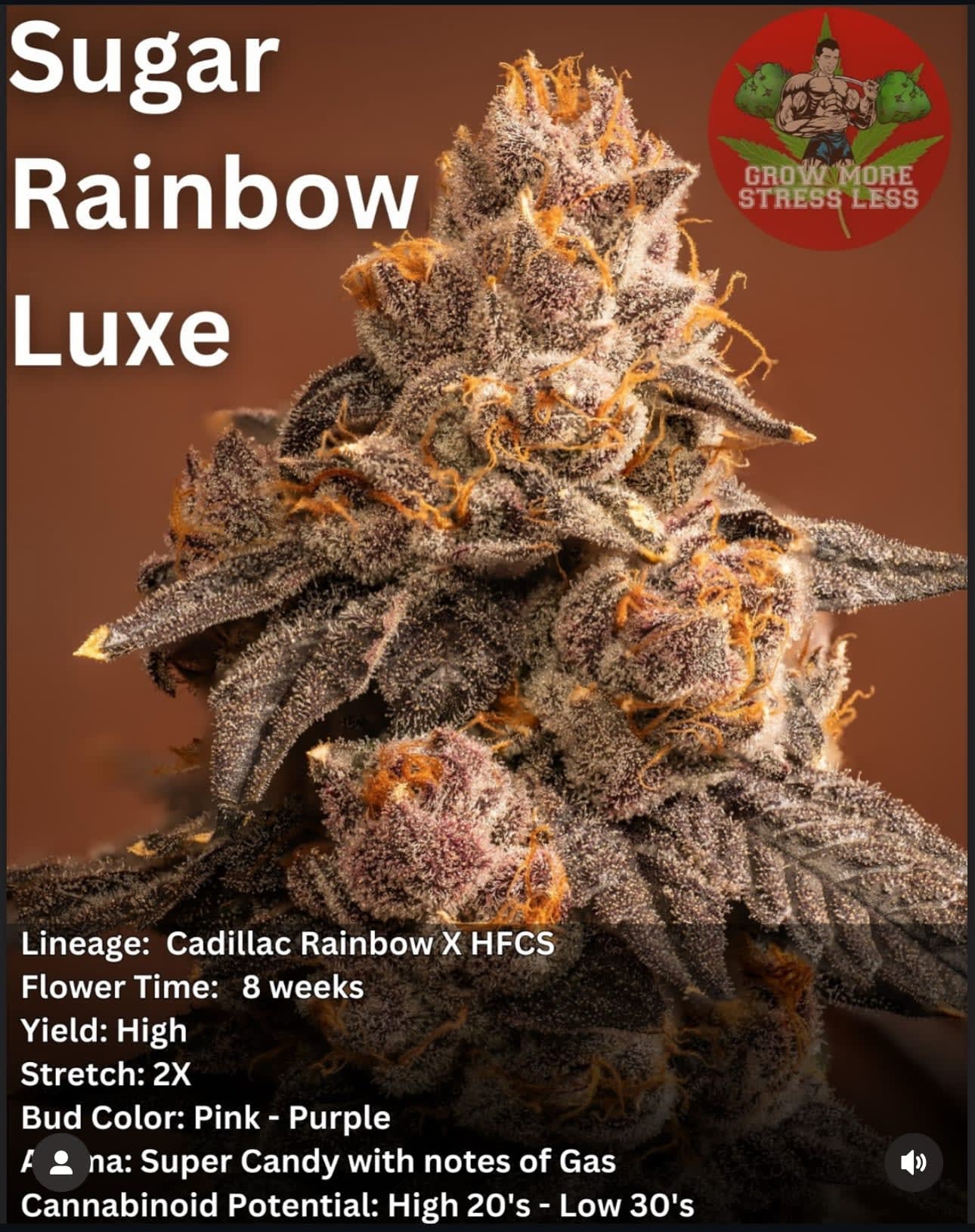 Sugar Rainbow Luxe (GMSL) - CanniCut’s Clone Selection - CanniCuts | E-Commerce & Plant Nursery ...