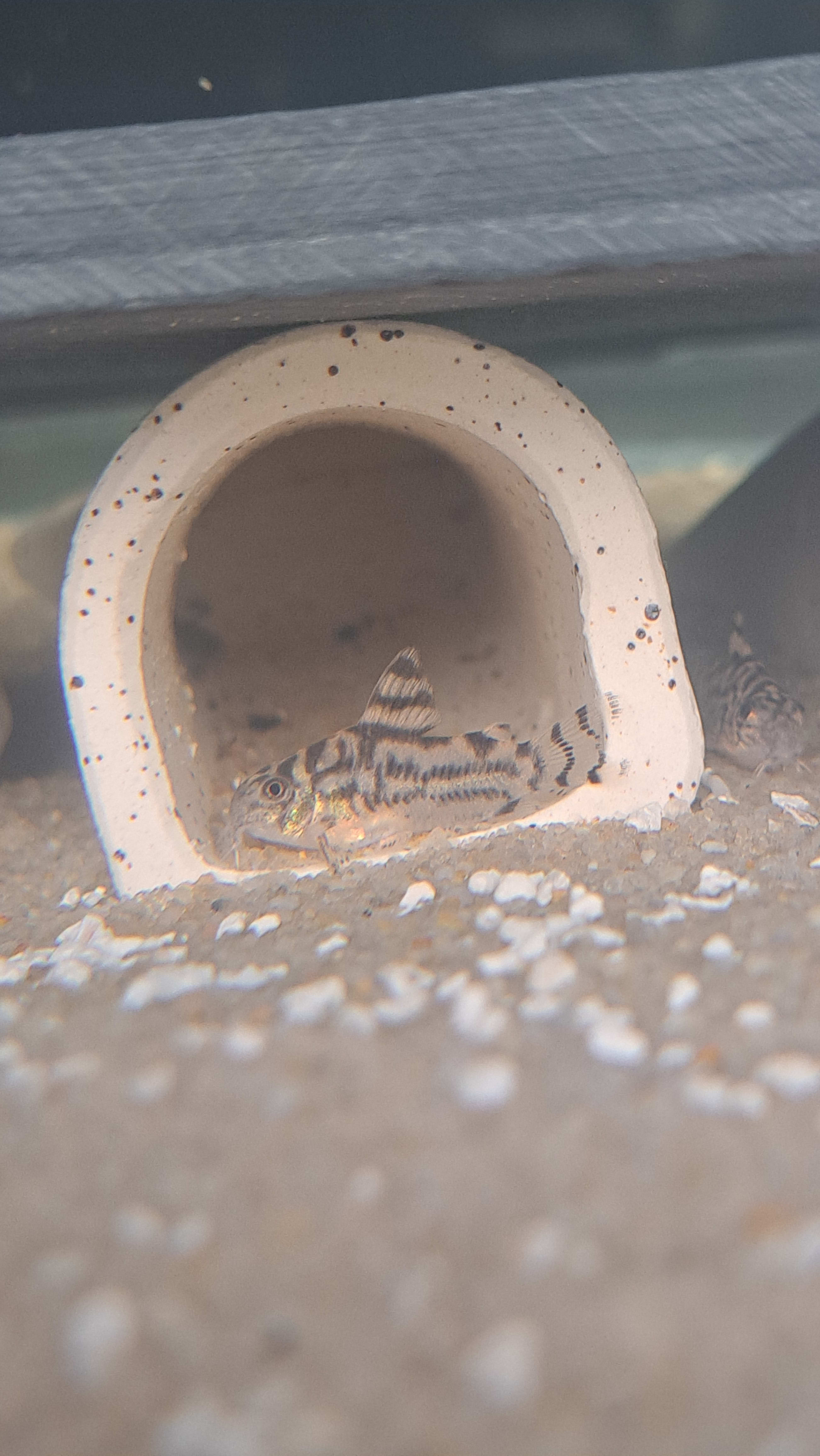 CW111 Vulcan Corydora - Catfish - ICL Aquatics, LLC - Tropical Fish E ...