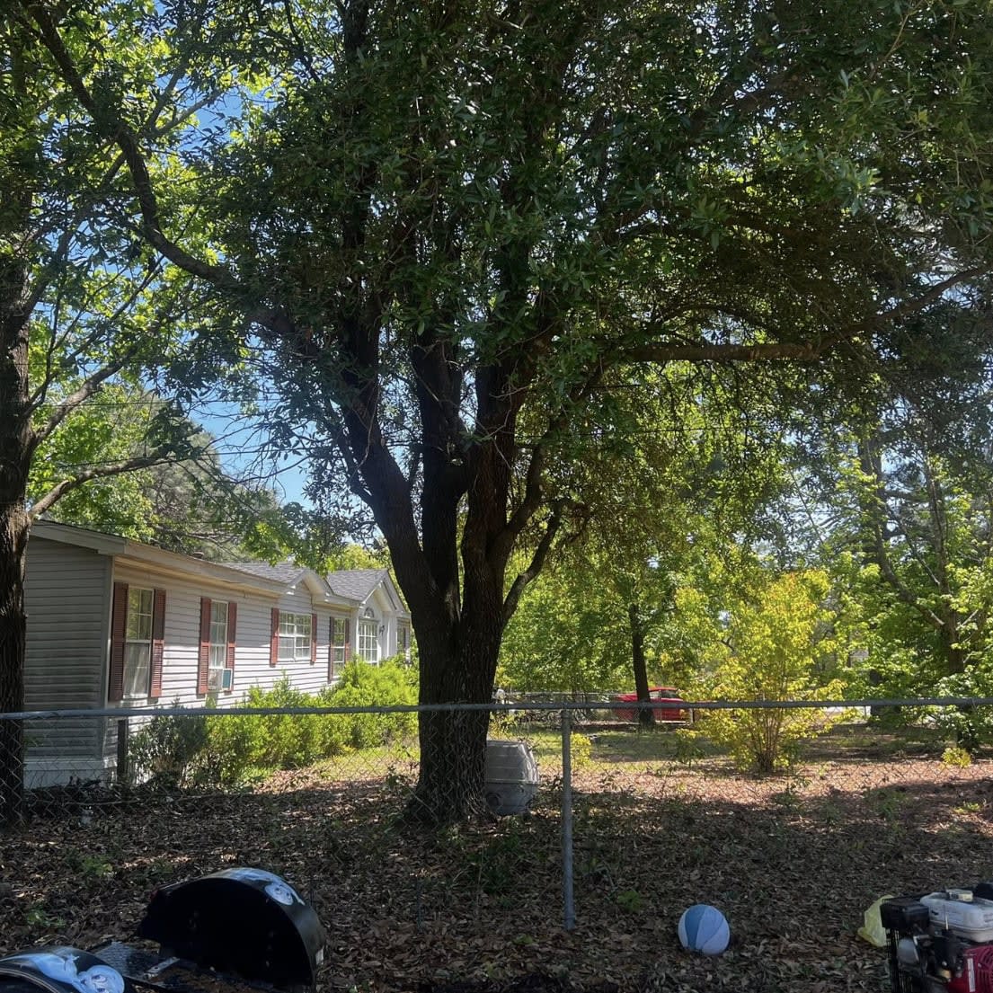 Rooted Experience Bridging Gaps in Tree Service - Griffith Tree Removal ...