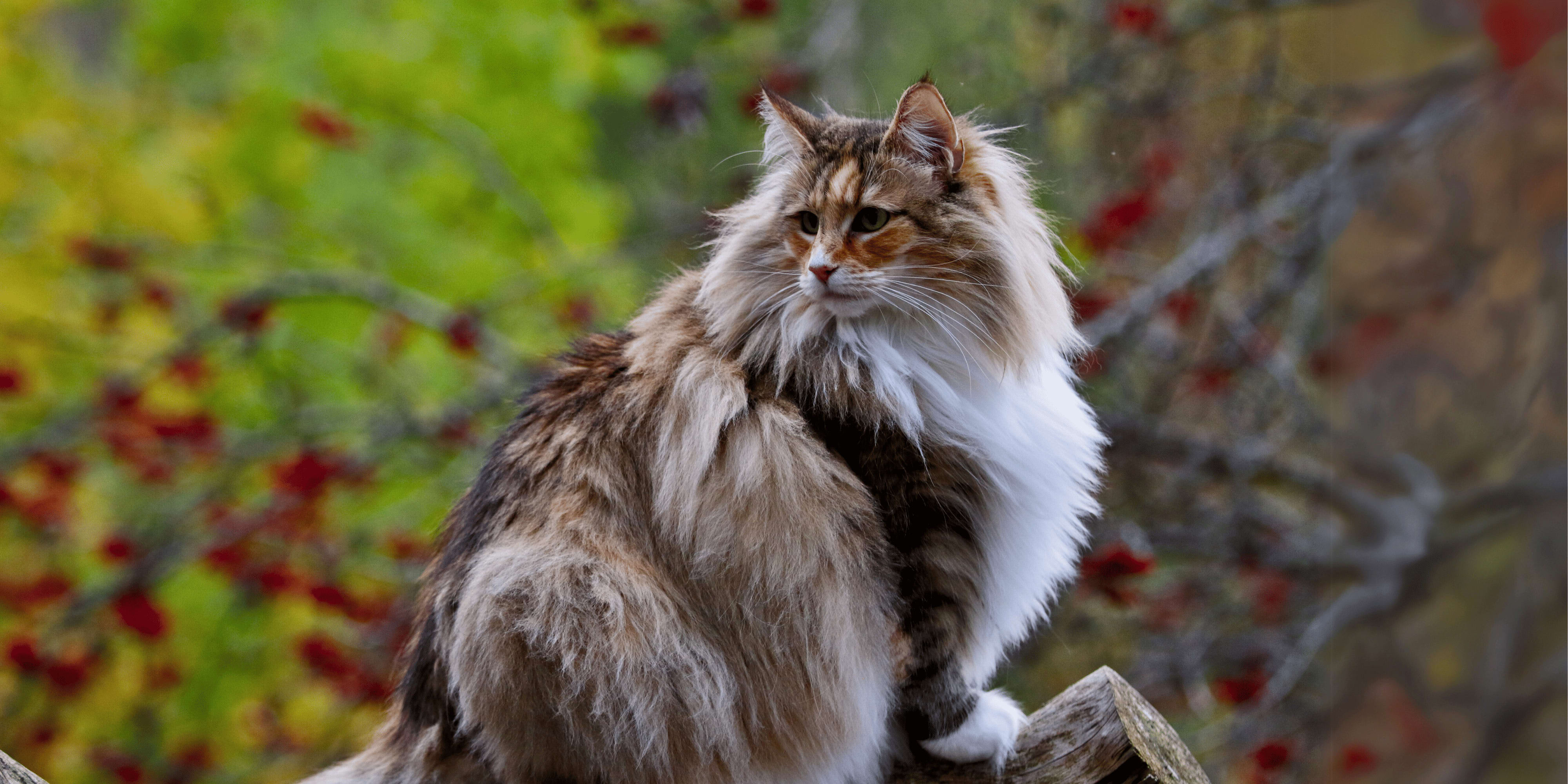 Mystic Realm Norwegian Forest Cats - Cattery - Rising Star, TX