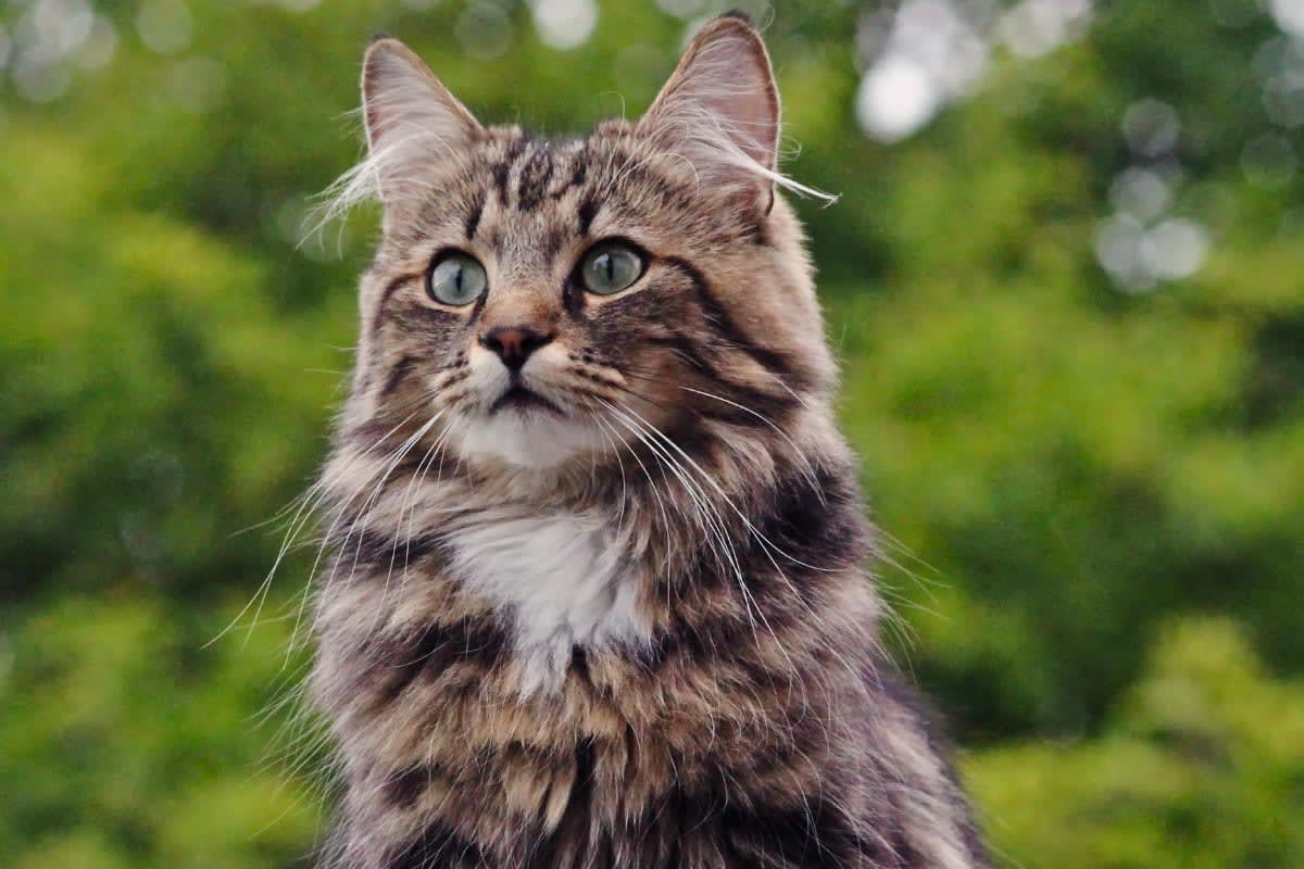 Your New Feline Friend - Mystic Realm Norwegian Forest Cats - Cattery ...