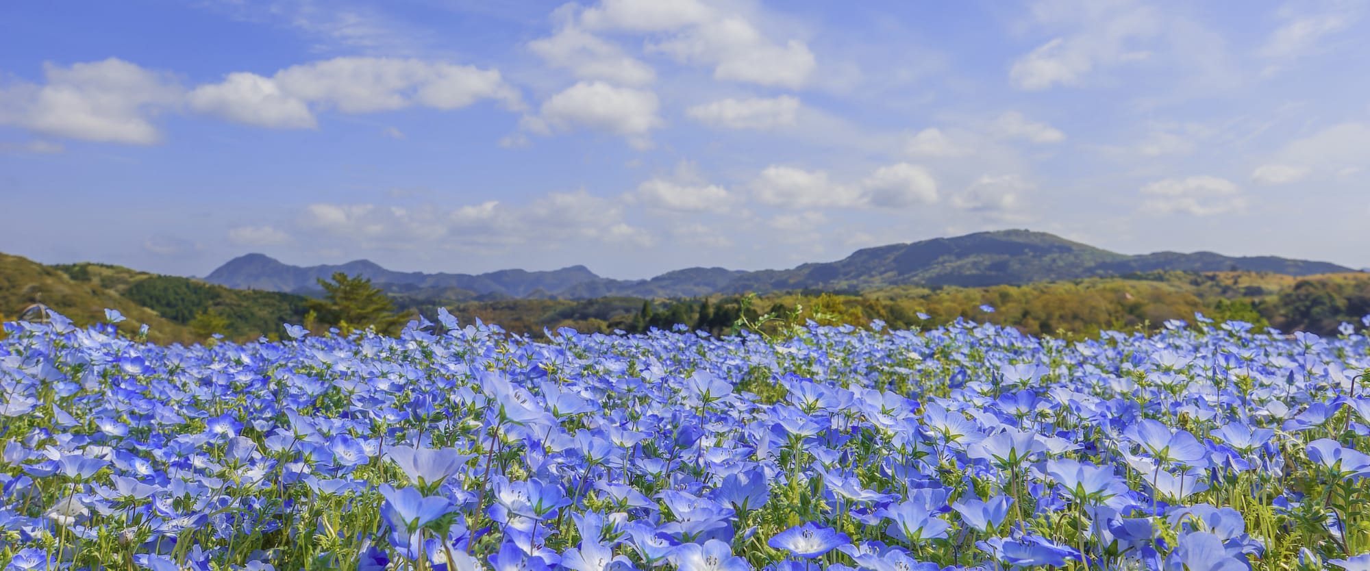 Denise Delph LLC | Mental Health | Brooklyn, NY