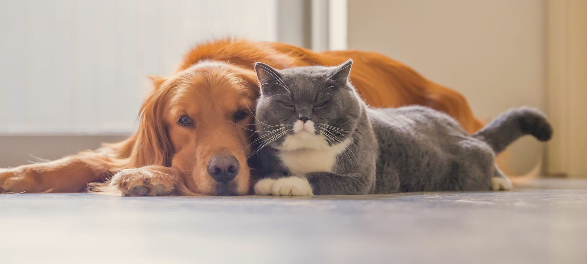 Kat's Walk Dog's, LLC | Pet Sitter, Dog Walker, Pet Taxi | Springfield