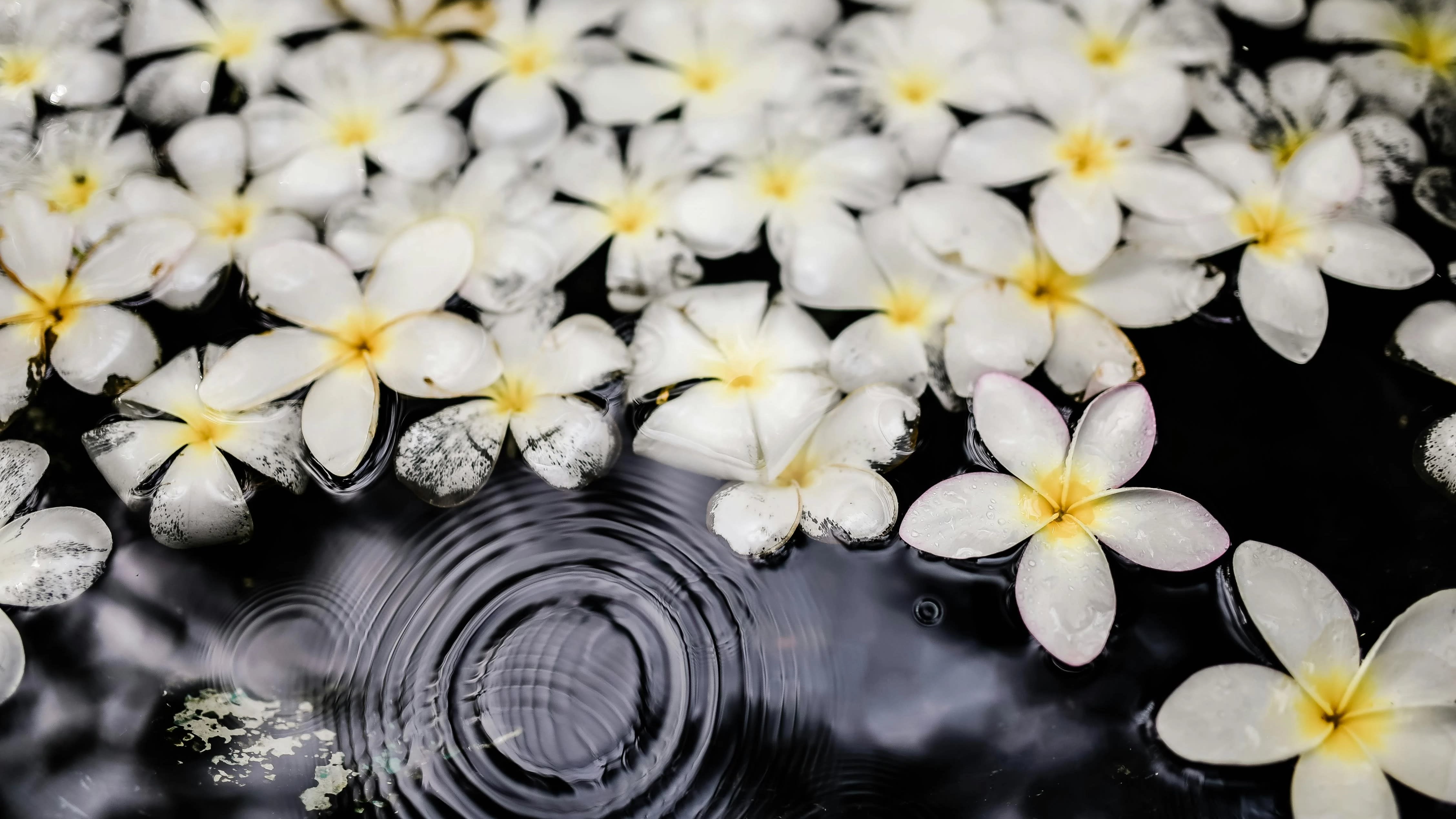 Veronica Faller, MD | Psychiatrist | Massachusetts