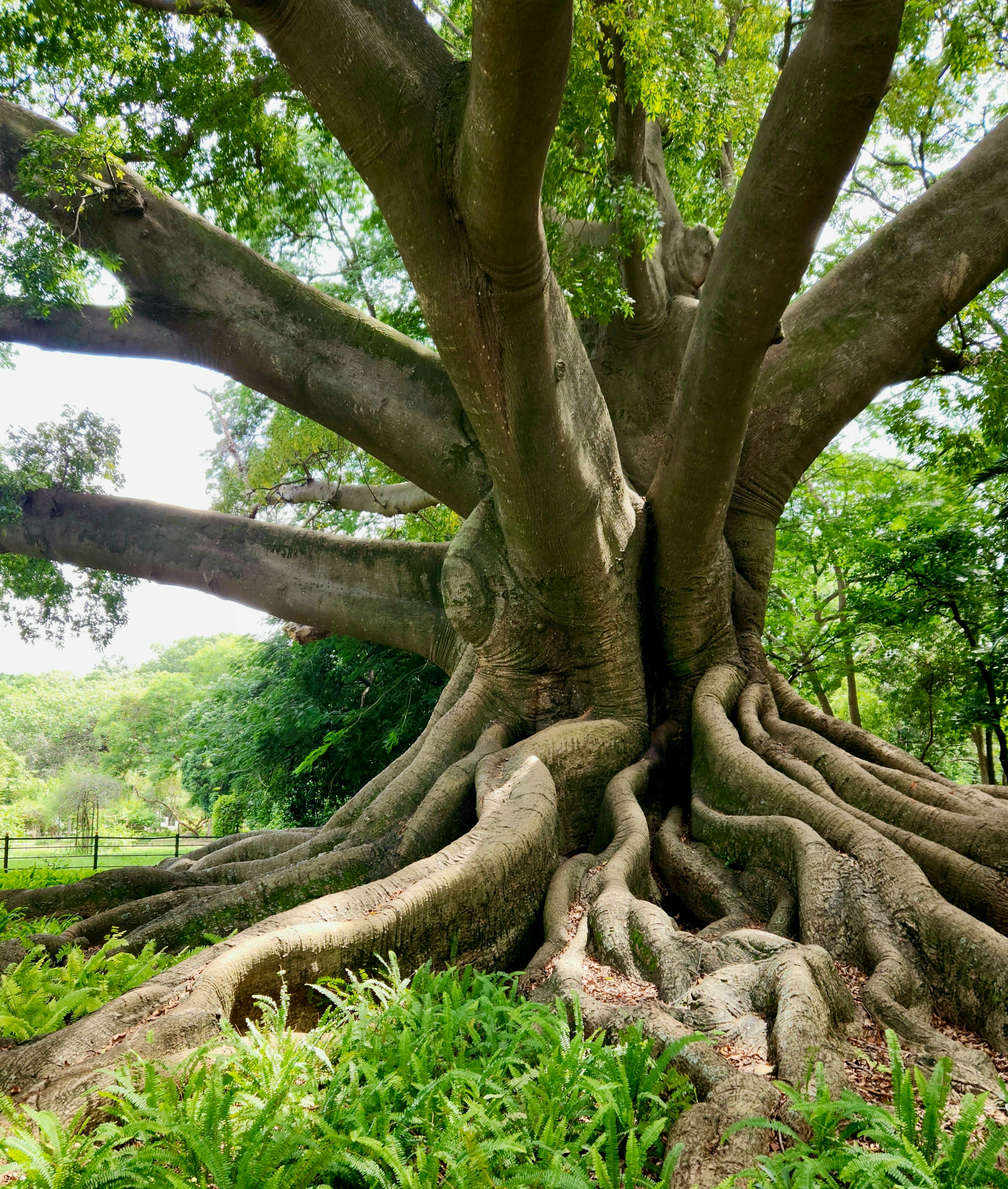 Seven Directions Zen Meditation | Koans, Indigenous Wisdom & Presence