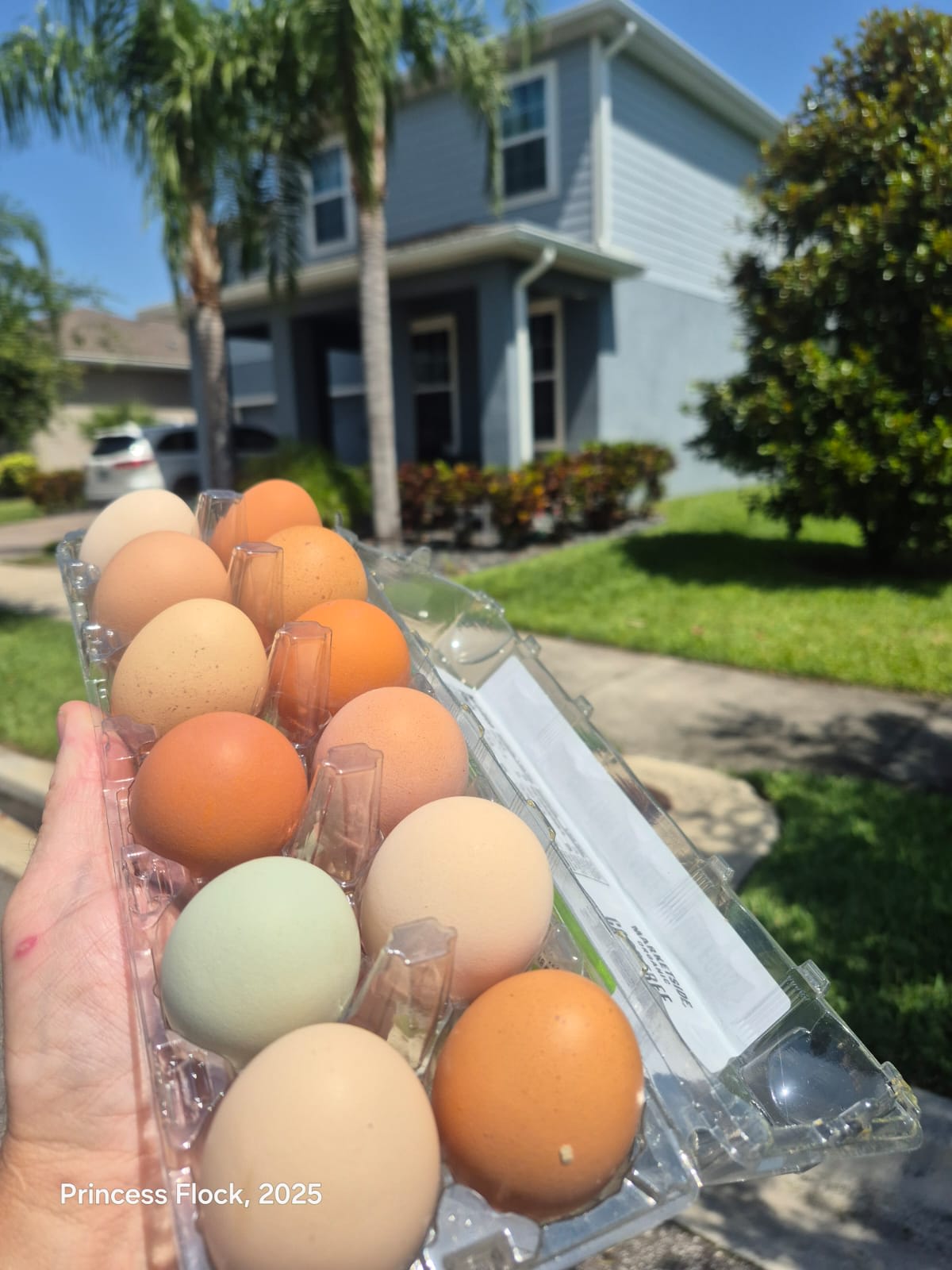 FRESH EGGS DOZEN - FRESH EGGS - Princess Flock - Local Egg Farm in ...