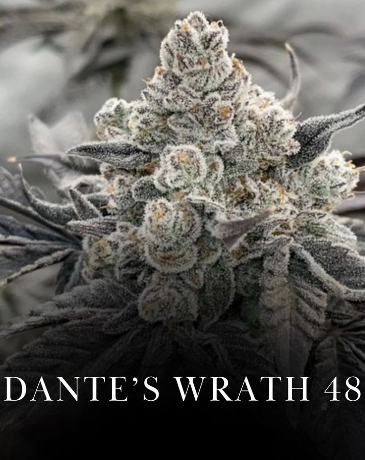 Dante’s Wrath 48 (Clearwater Genetics) - CanniCut’s Clone Selection