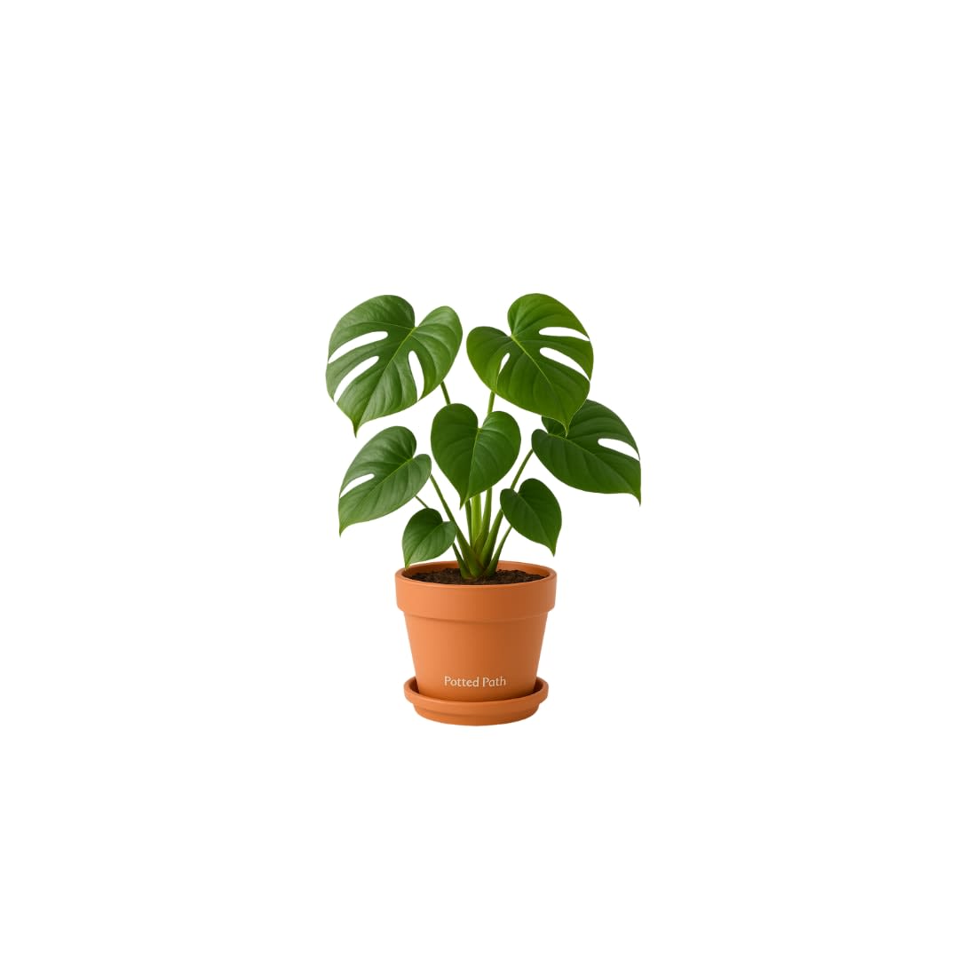 Monstera Deliciosa - Indoor Plants - Potted Path | Indoor Plants ...