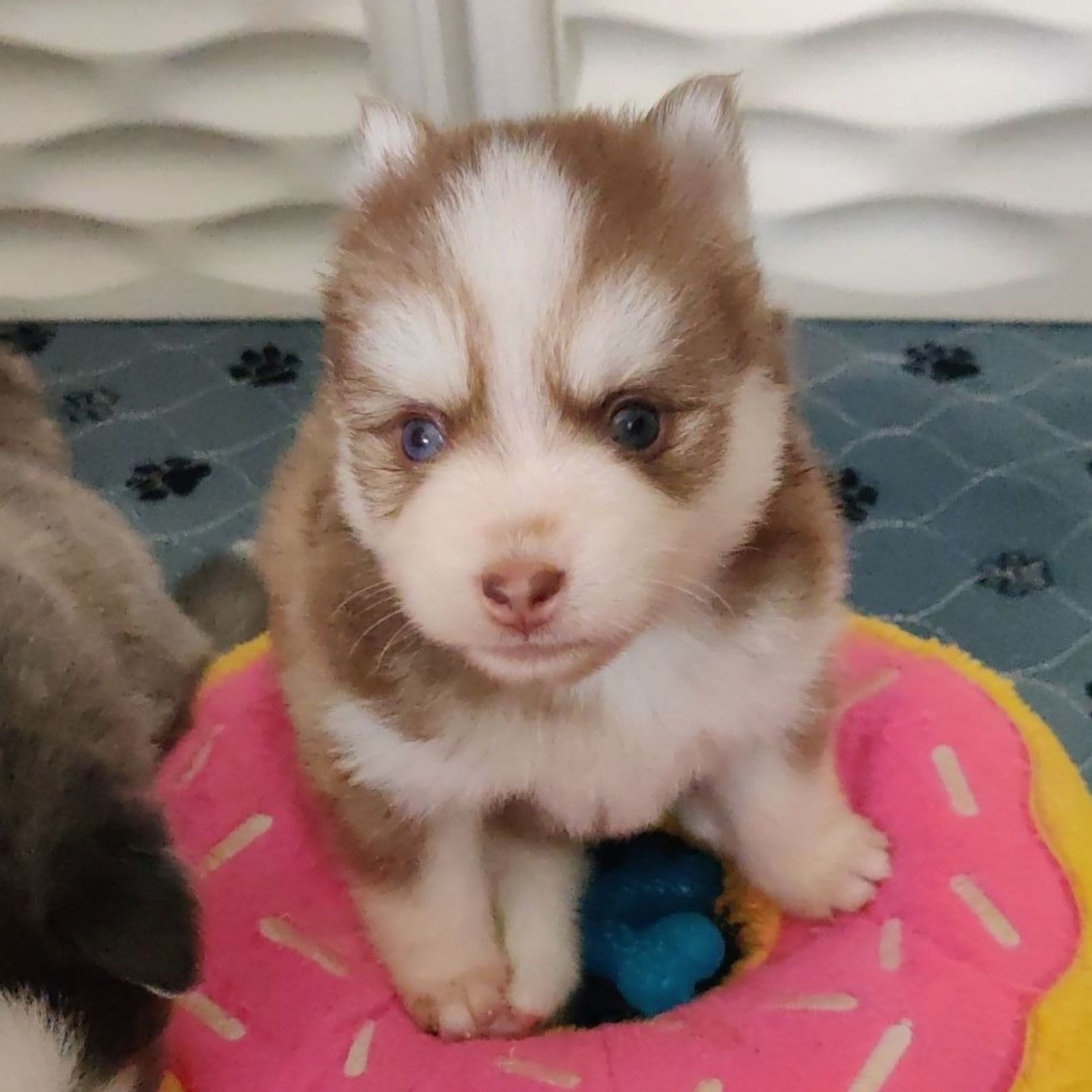Sonny- Rare Blue- Male - Sold Puppies - My Crazy Pomskys | Pomsky ...