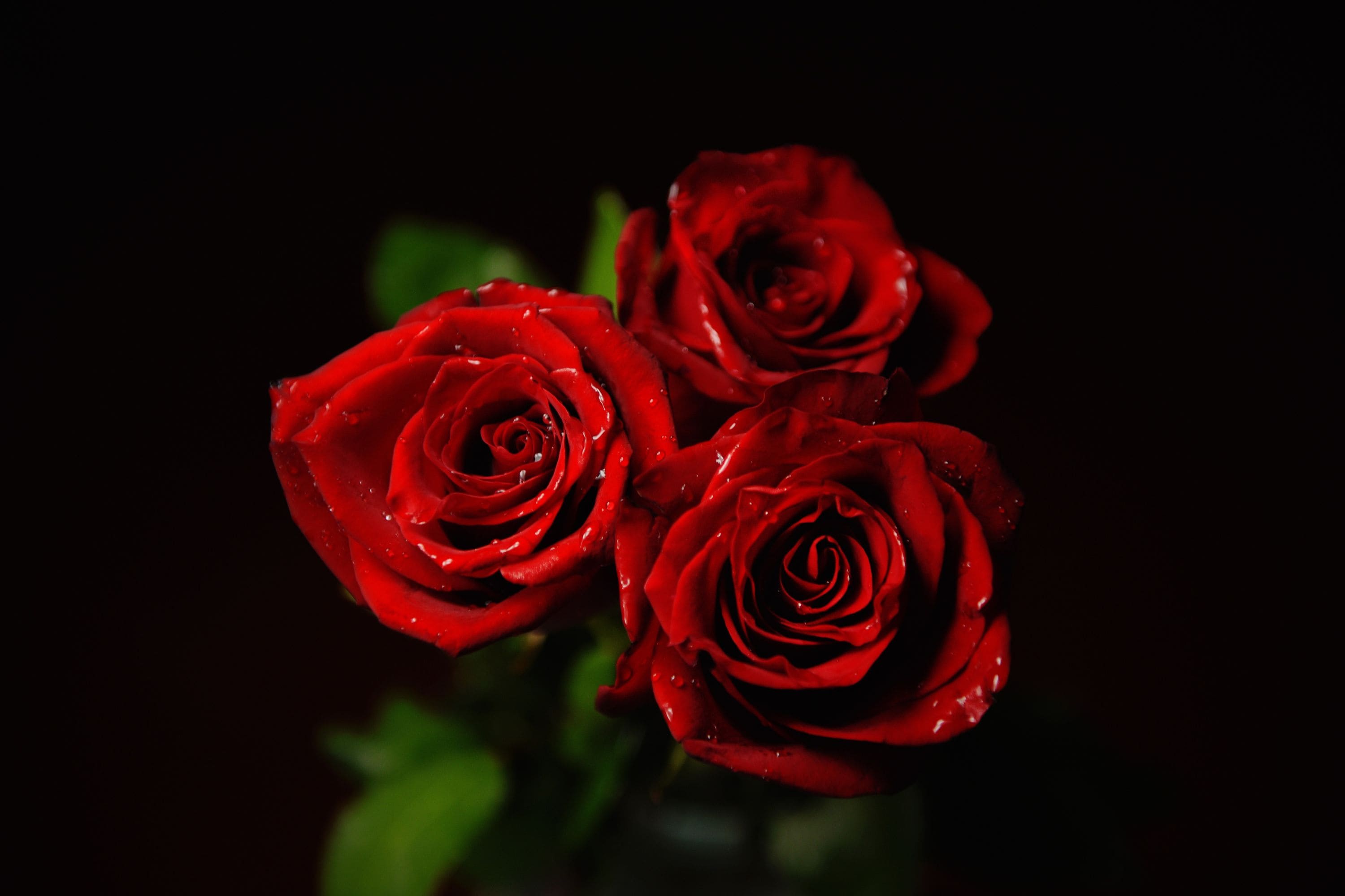 Orders of Love System Legacy | Published Author | TX