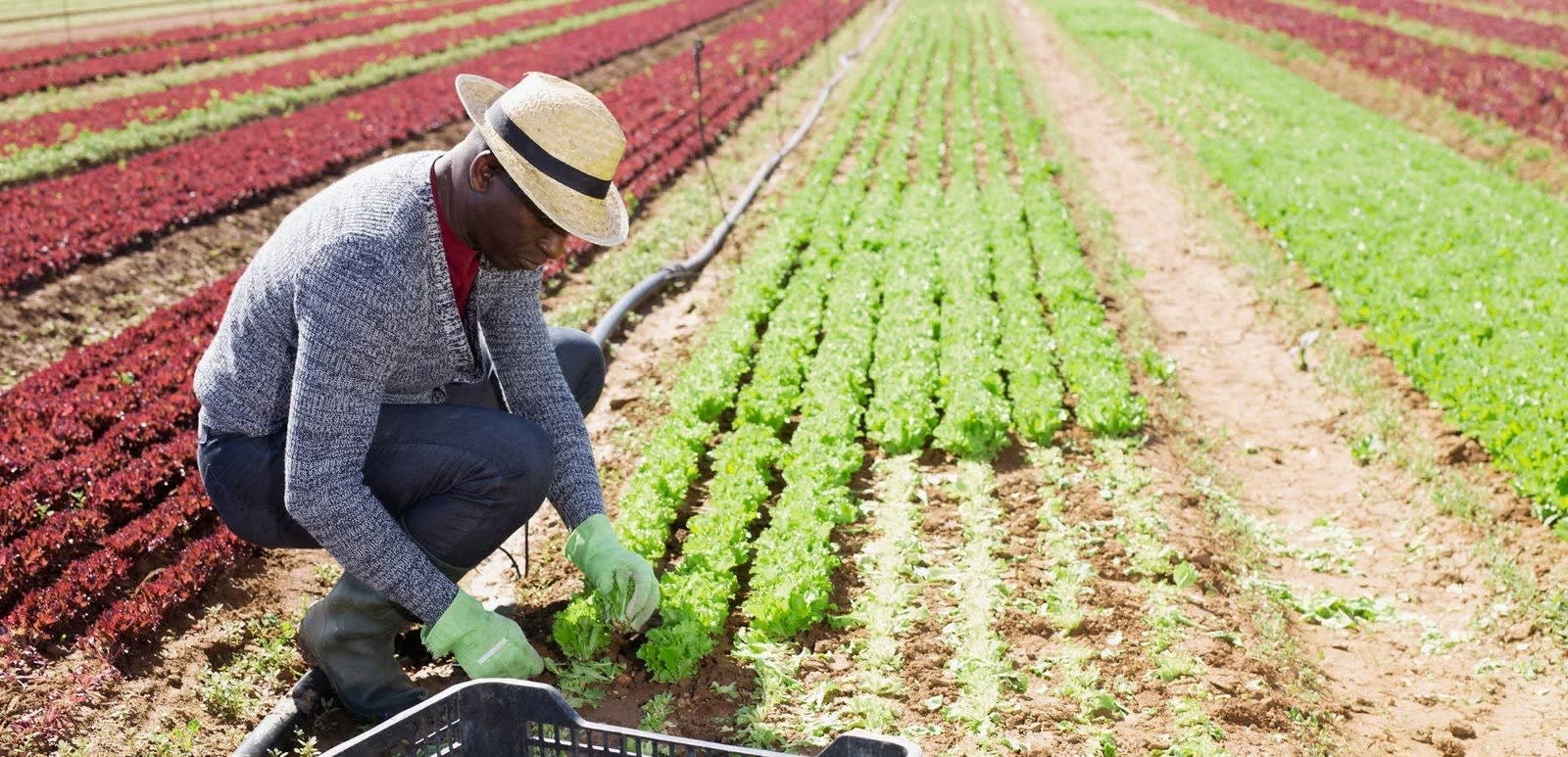 Q&J Farms, LLC | Reliable Farm Support Services | Selma, Alabama