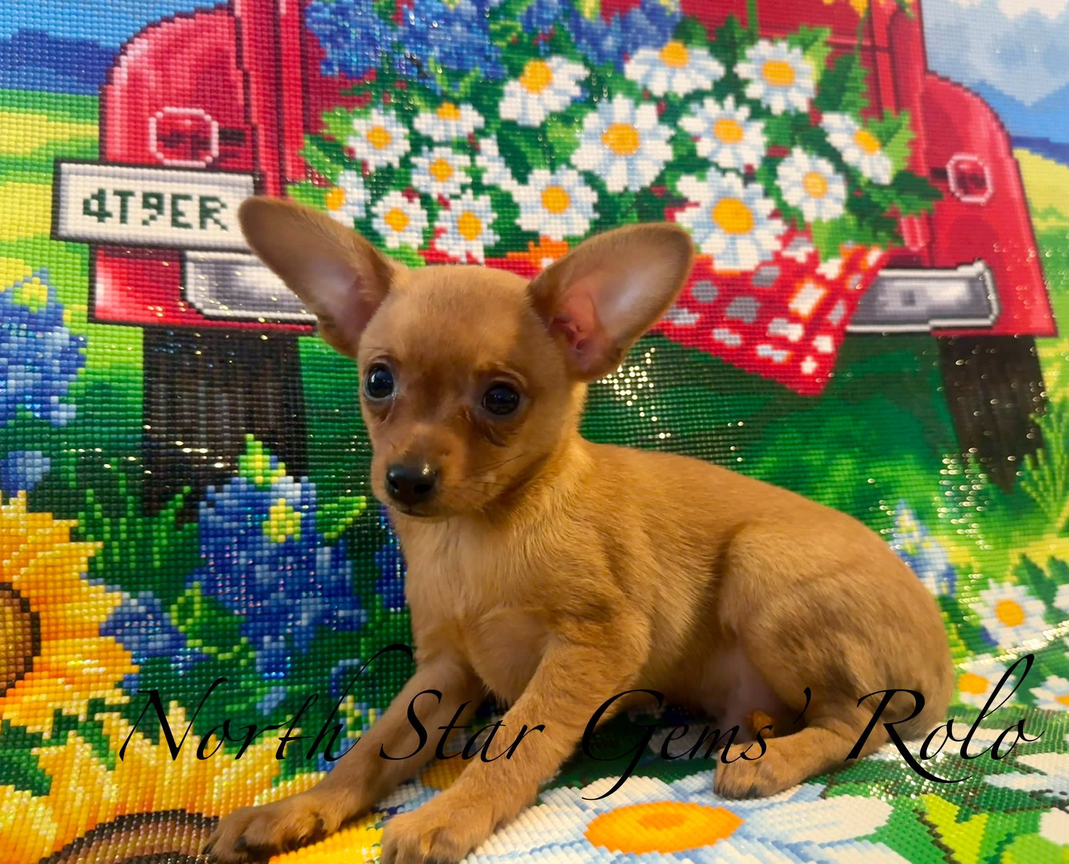 Deposits accepted. - Available Puppies - North Star Gems "Prague ...