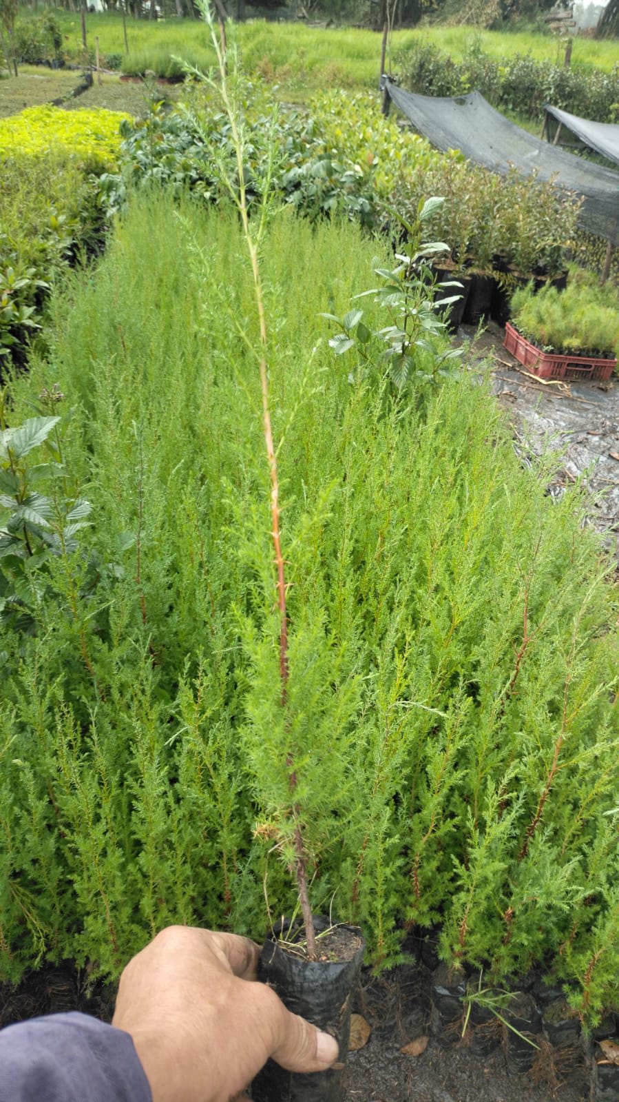 Venta de Pino Ciprés para Cerca Viva - Venta de Plantas para Cercas Vivas