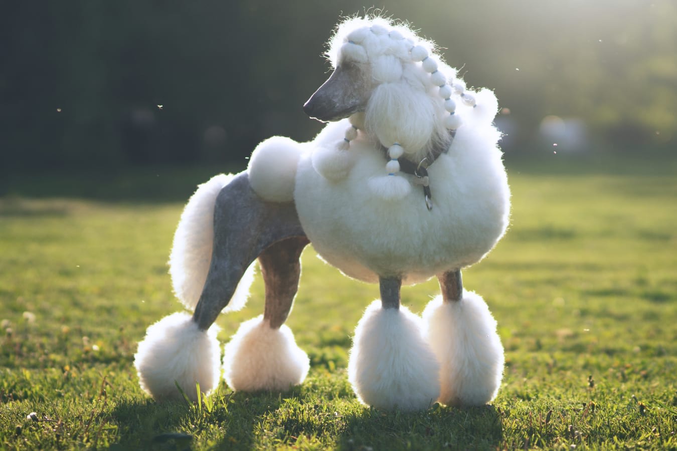 AKC Breed Standard Cut - Special Haircuts - Yo, Dog! Mobile Grooming ...