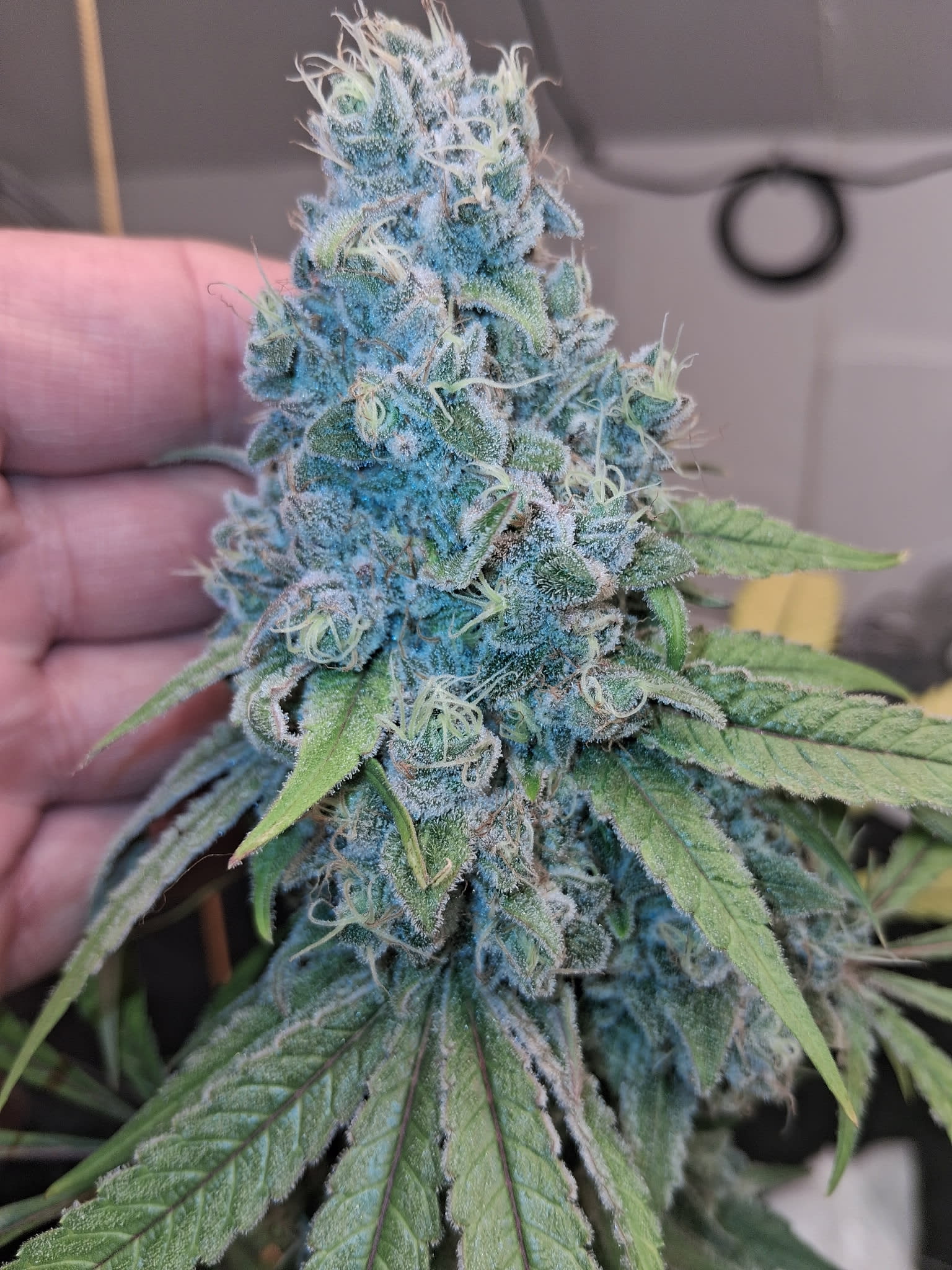 Rotten Road Kill #5 (Cannicuts) - CanniCut’s Clone Selection ...