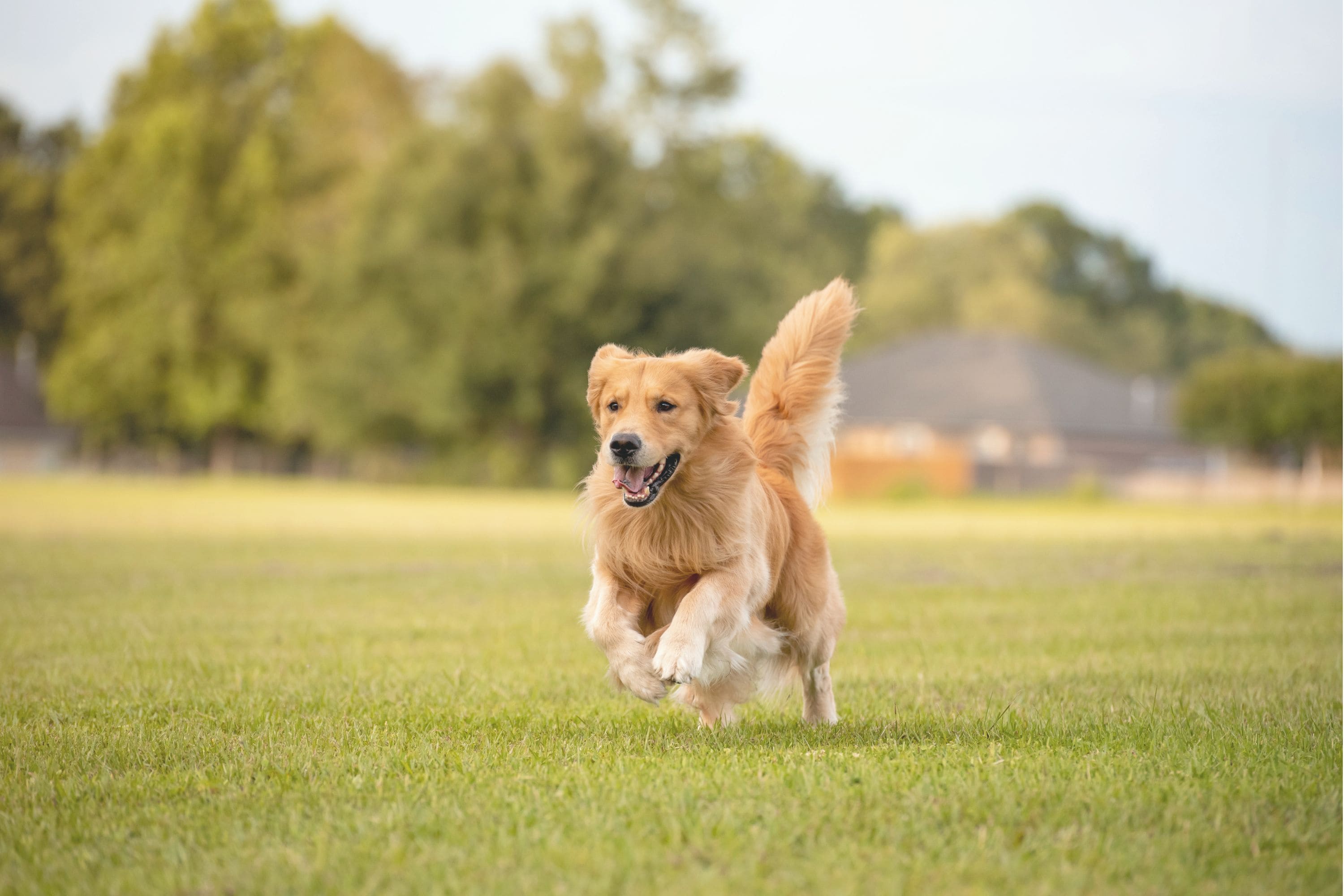Superior Dog Waste Removal - Pet Waste Removal in Corona, CA