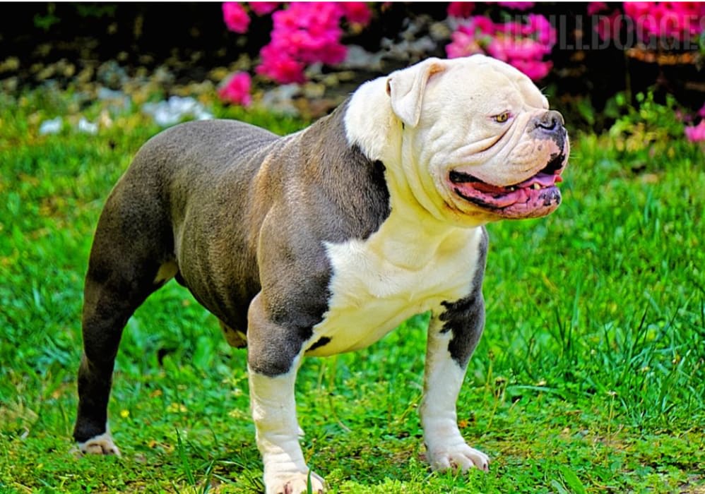 iBulldogges' King Cobra - Bulldog Breeder in Sioux Falls, South Dakota ...