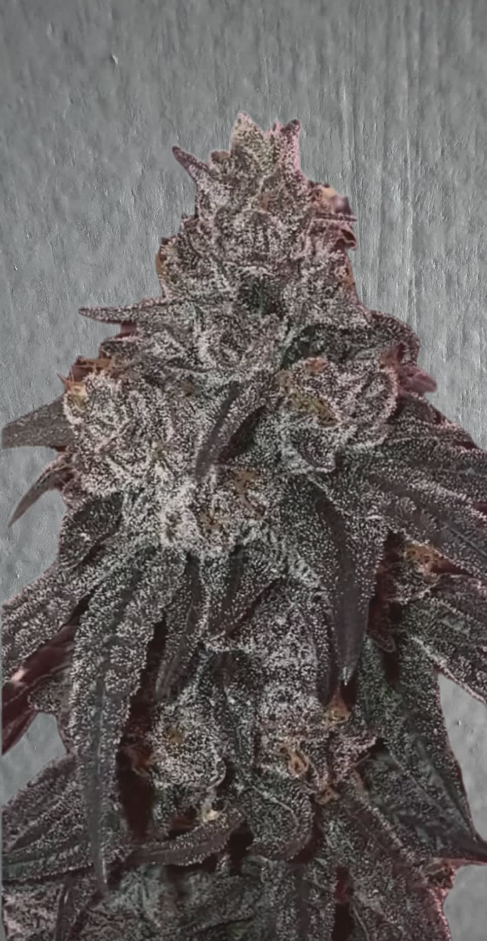 MOB Money Over Bitches (Craft Farmer/Dank Mob) - CanniCut’s Clone Selection