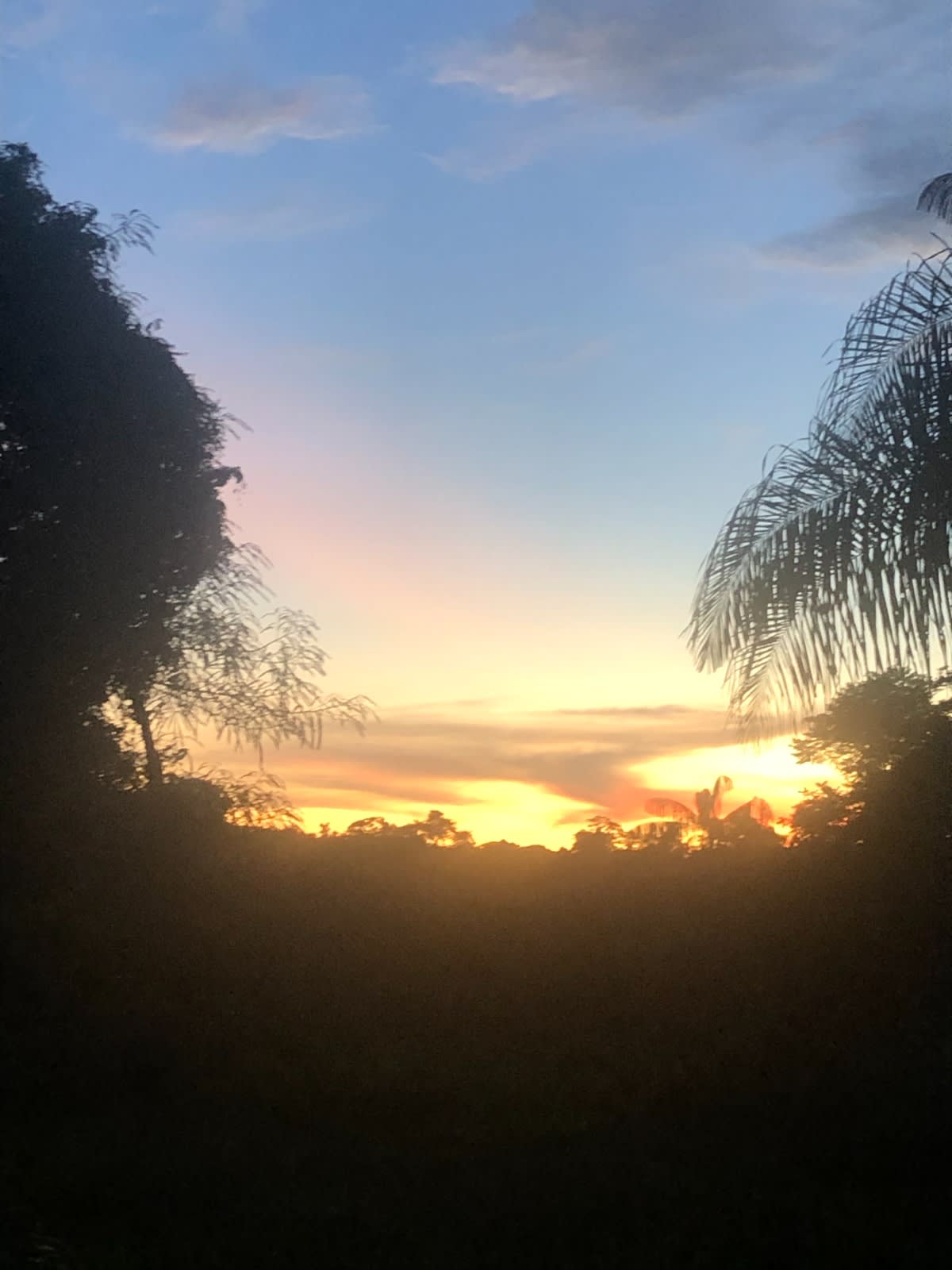 🌿 Dive Deep into Plant Medicine in the Heart of Palenque 🌿 - Upcoming ...